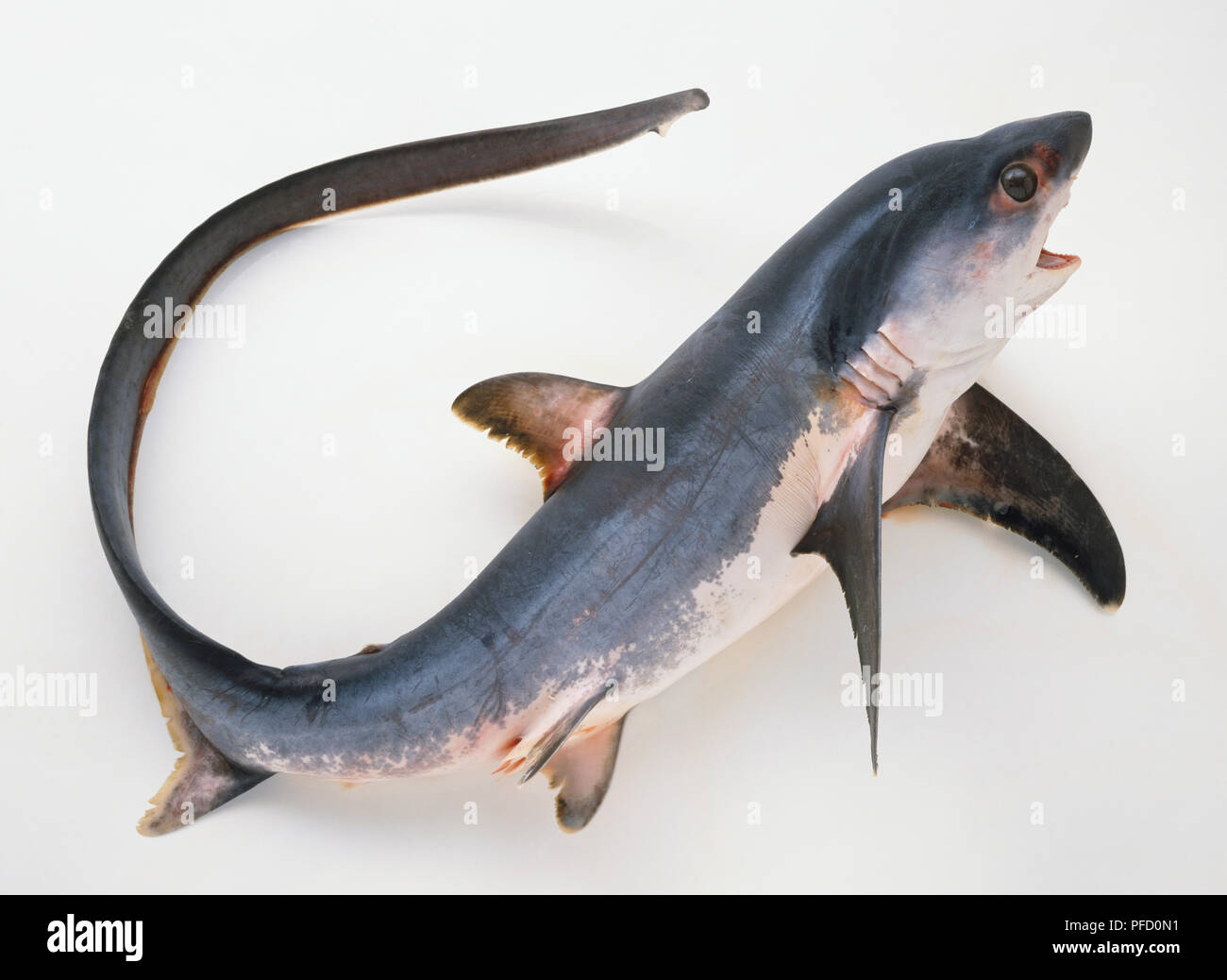 Squalo volpe immagini e fotografie stock ad alta risoluzione - Alamy