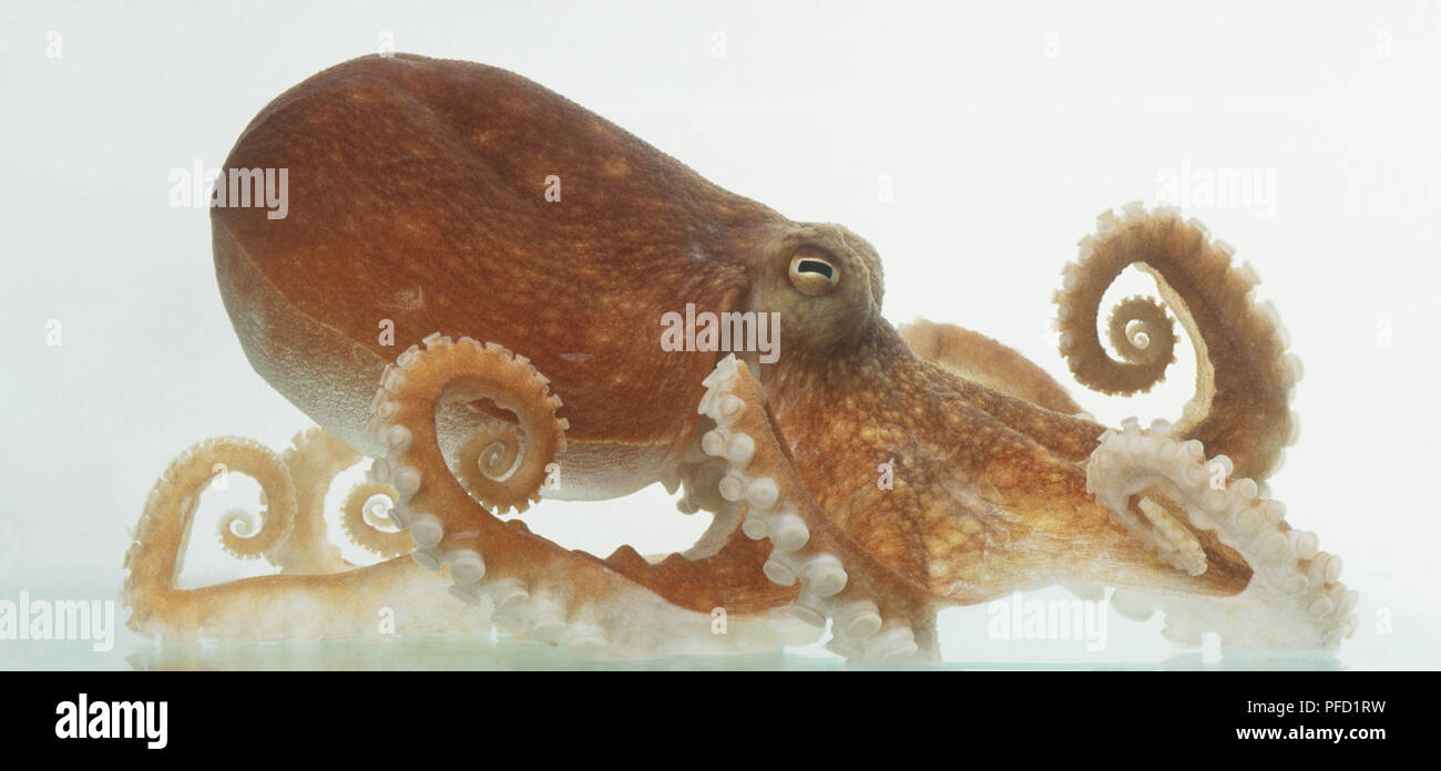 Octopus anatomy immagini e fotografie stock ad alta risoluzione - Alamy