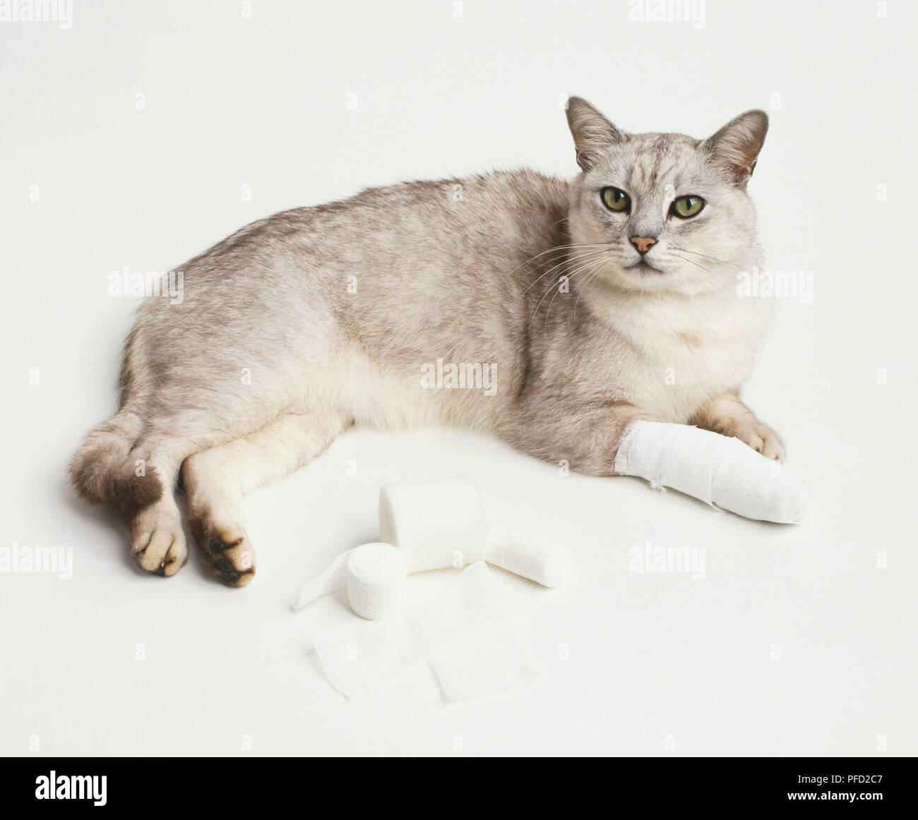 Gatto che guarda alla sua sinistra immagini e fotografie stock ad alta ...