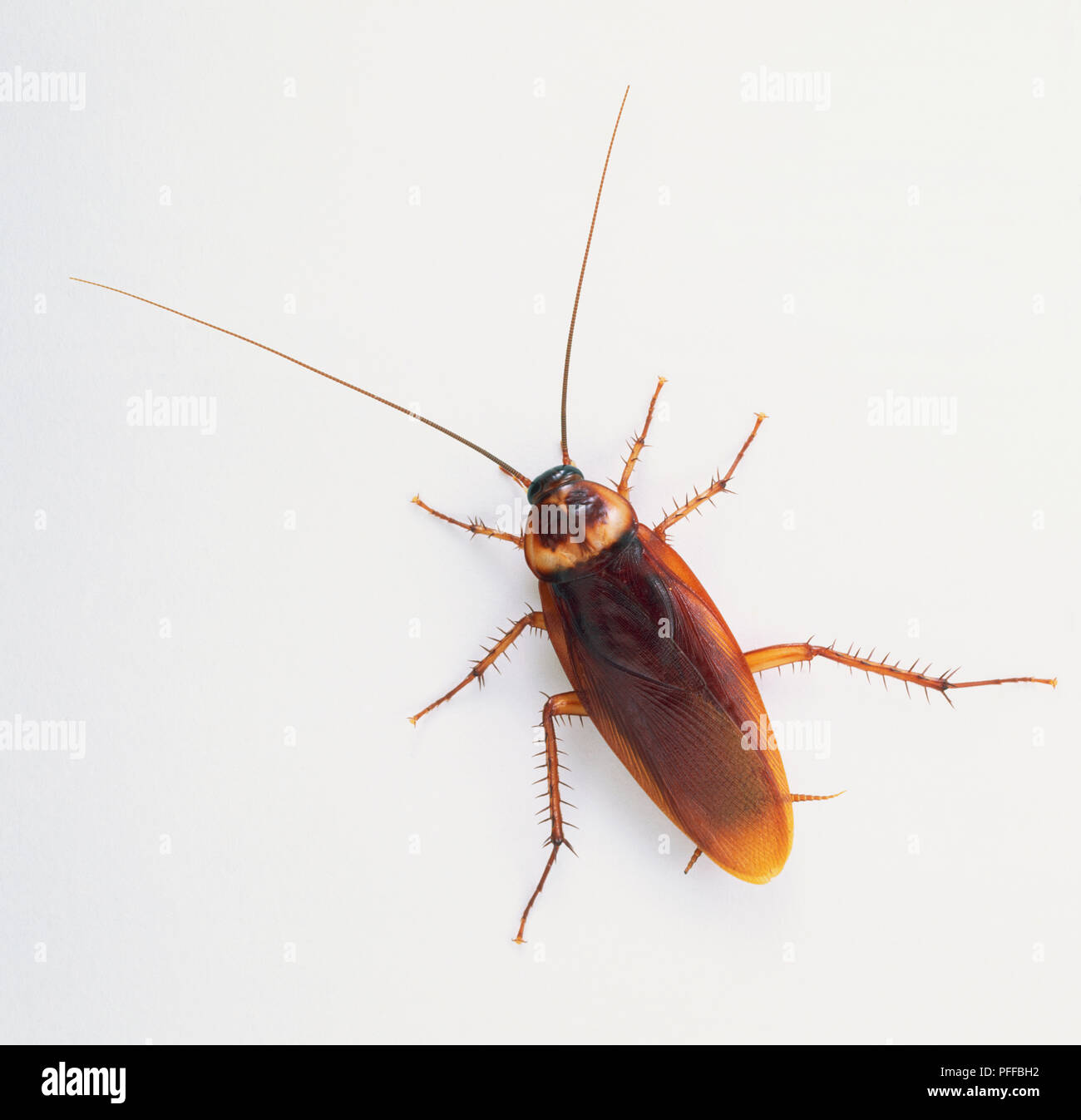 Scarafaggio comune immagini e fotografie stock ad alta risoluzione - Alamy