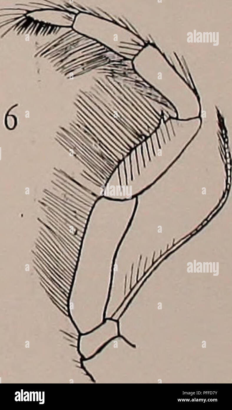 Questo studio sui crostacei decapoduli trovati al largo delle coste ...