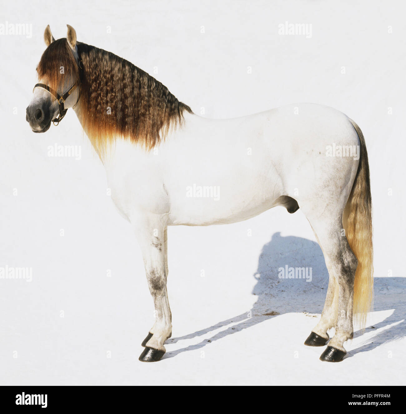 Cavallo andaluso bianco immagini e fotografie stock ad alta risoluzione ...