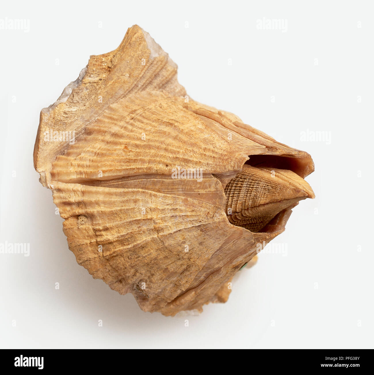 Barnacle sp immagini e fotografie stock ad alta risoluzione - Alamy