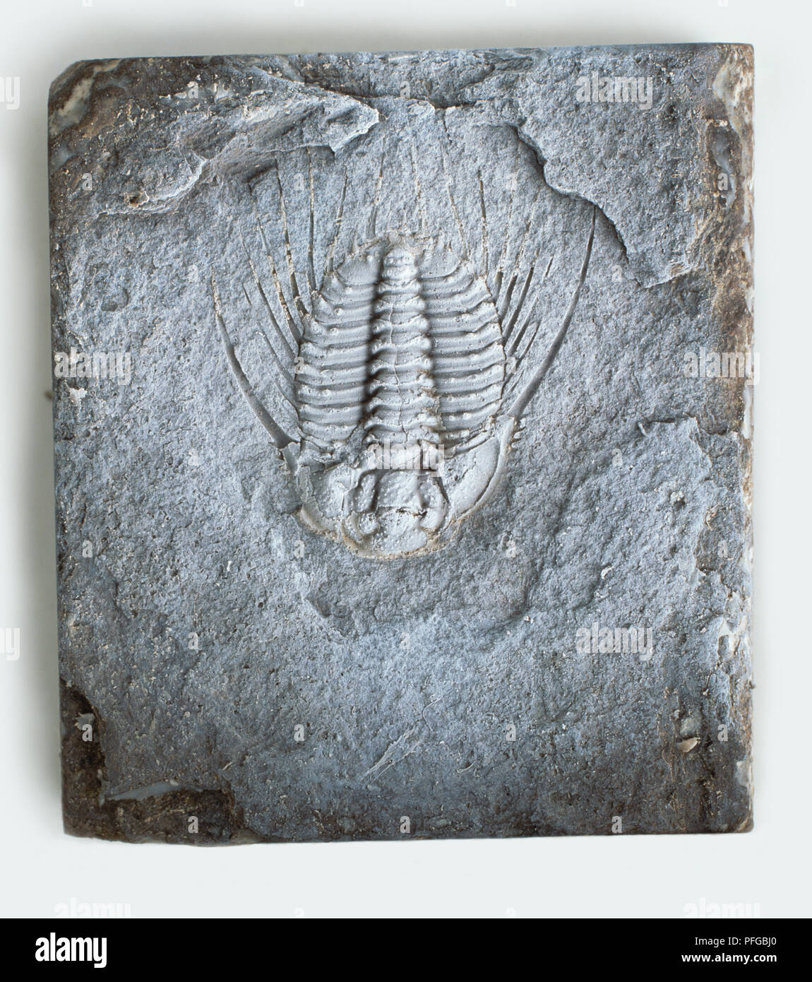 Fossili nello scisto marino immagini e fotografie stock ad alta ...