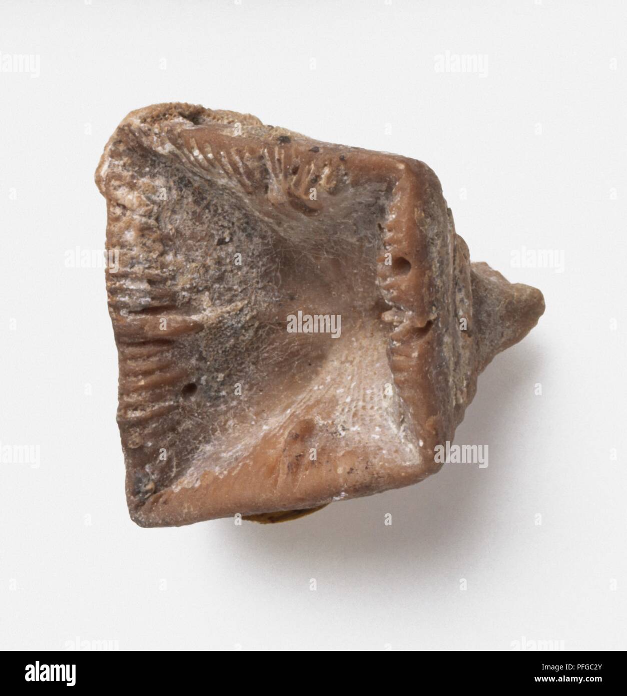 Rugose coral fossil immagini e fotografie stock ad alta risoluzione - Alamy