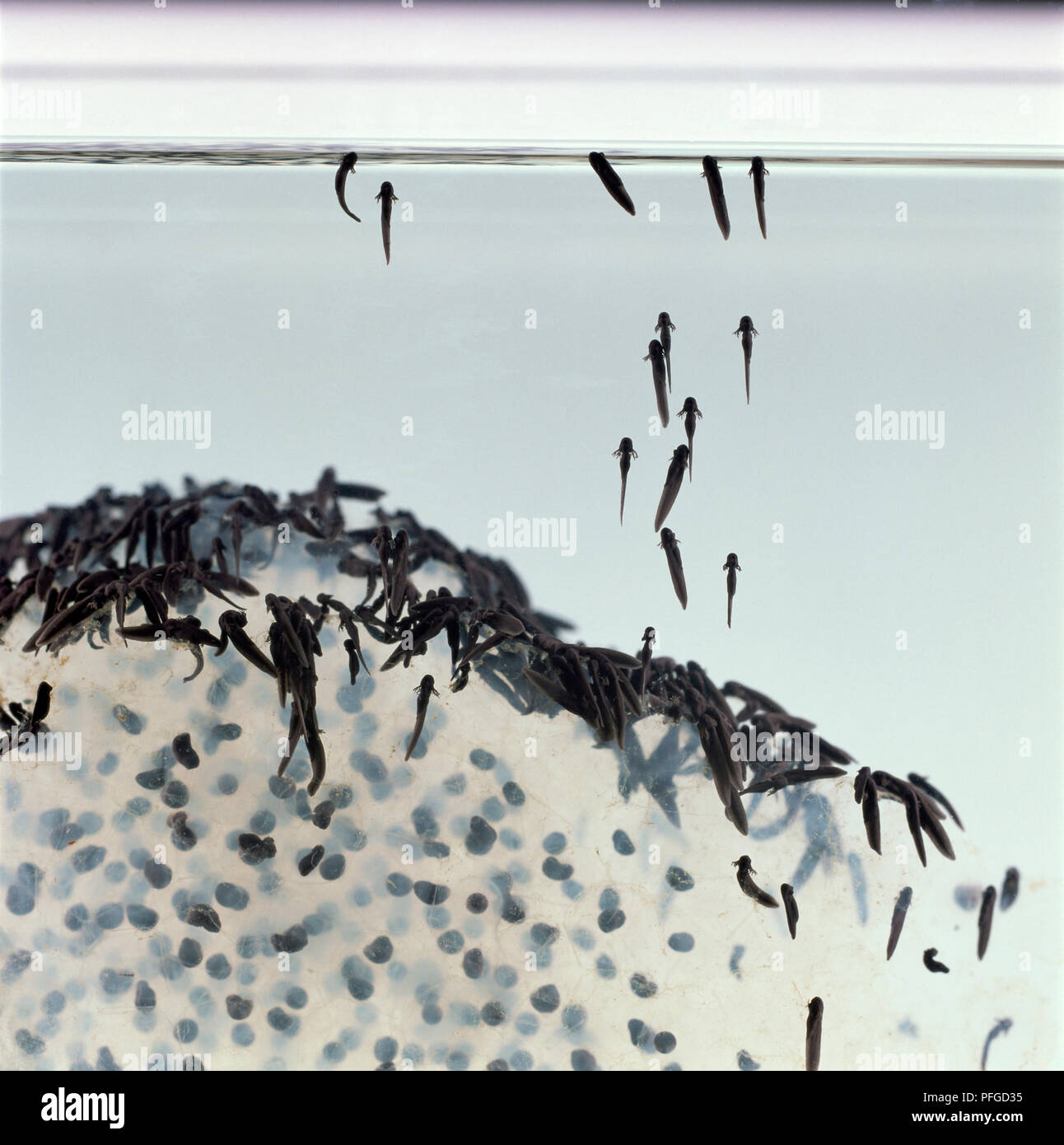 Frogspawn sulla superficie del laghetto immagini e fotografie stock ad ...