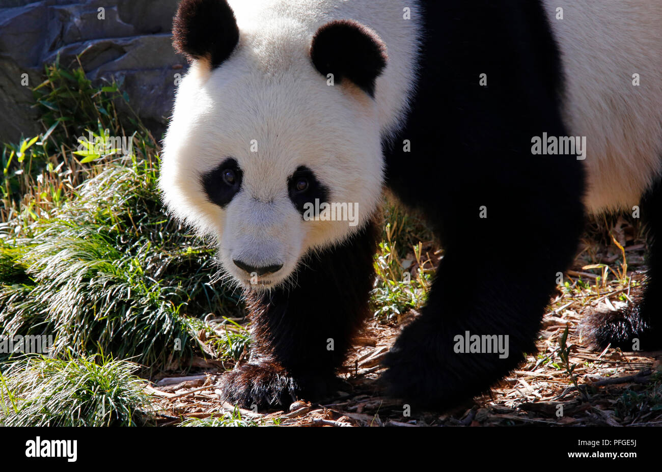 Po il panda immagini e fotografie stock ad alta risoluzione - Alamy