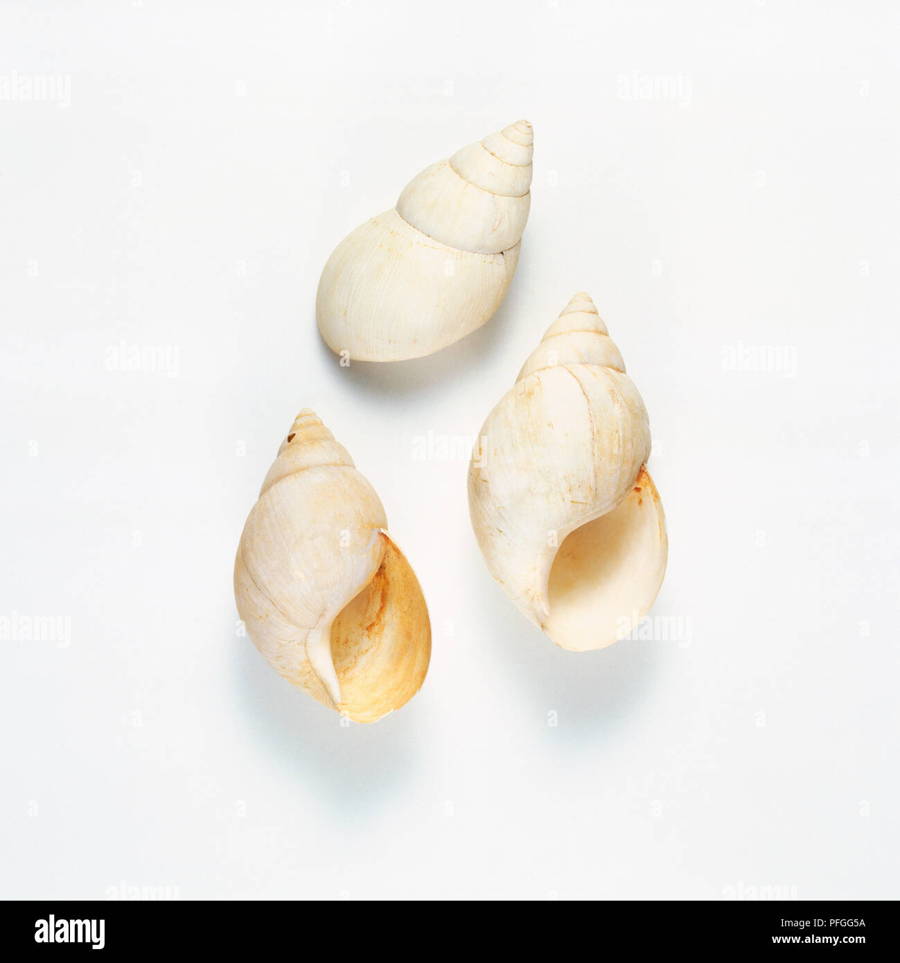 Lumaca marina immagini e fotografie stock ad alta risoluzione - Alamy