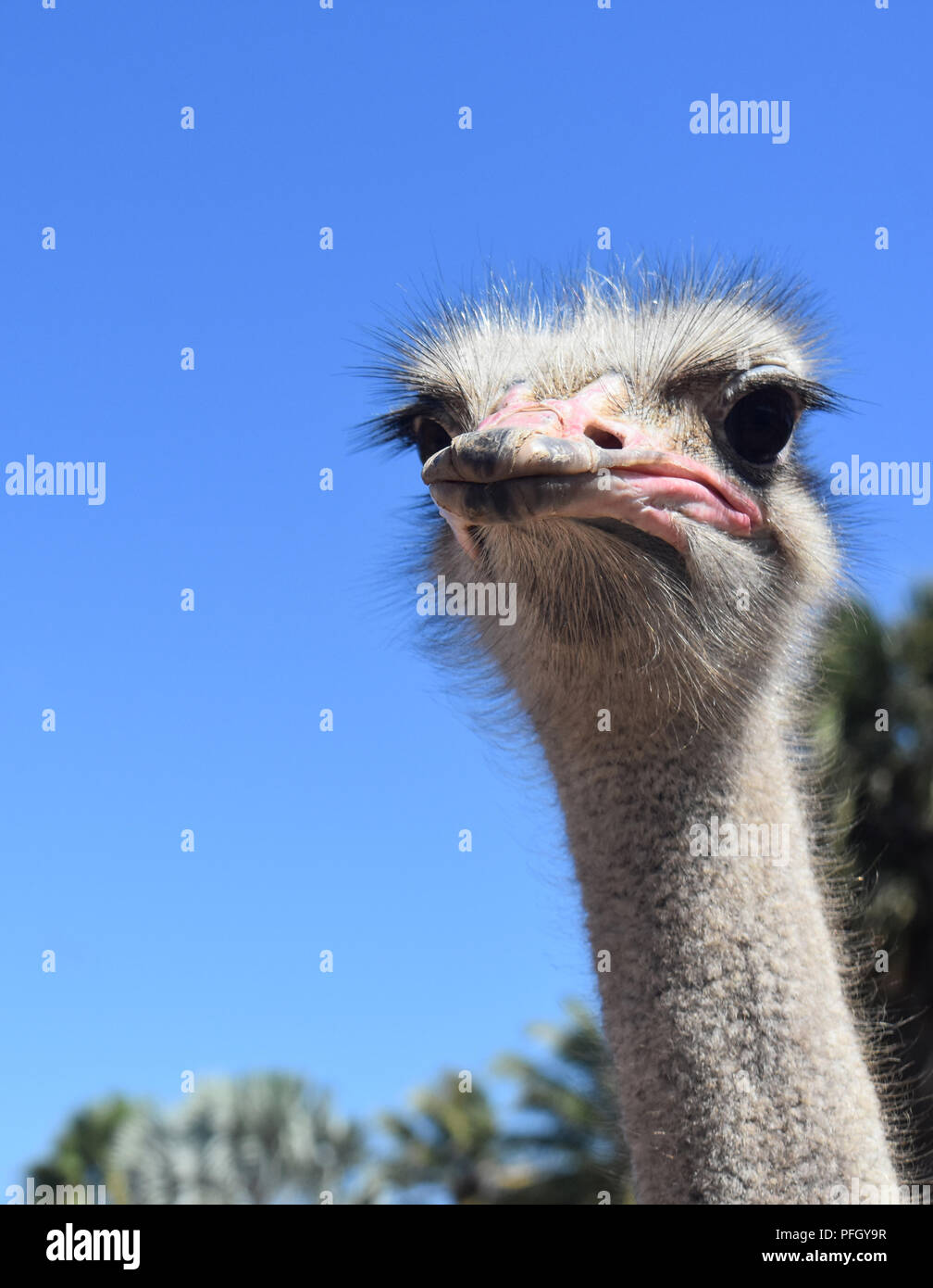 Collo molto lungo e sottile immagini e fotografie stock ad alta ...