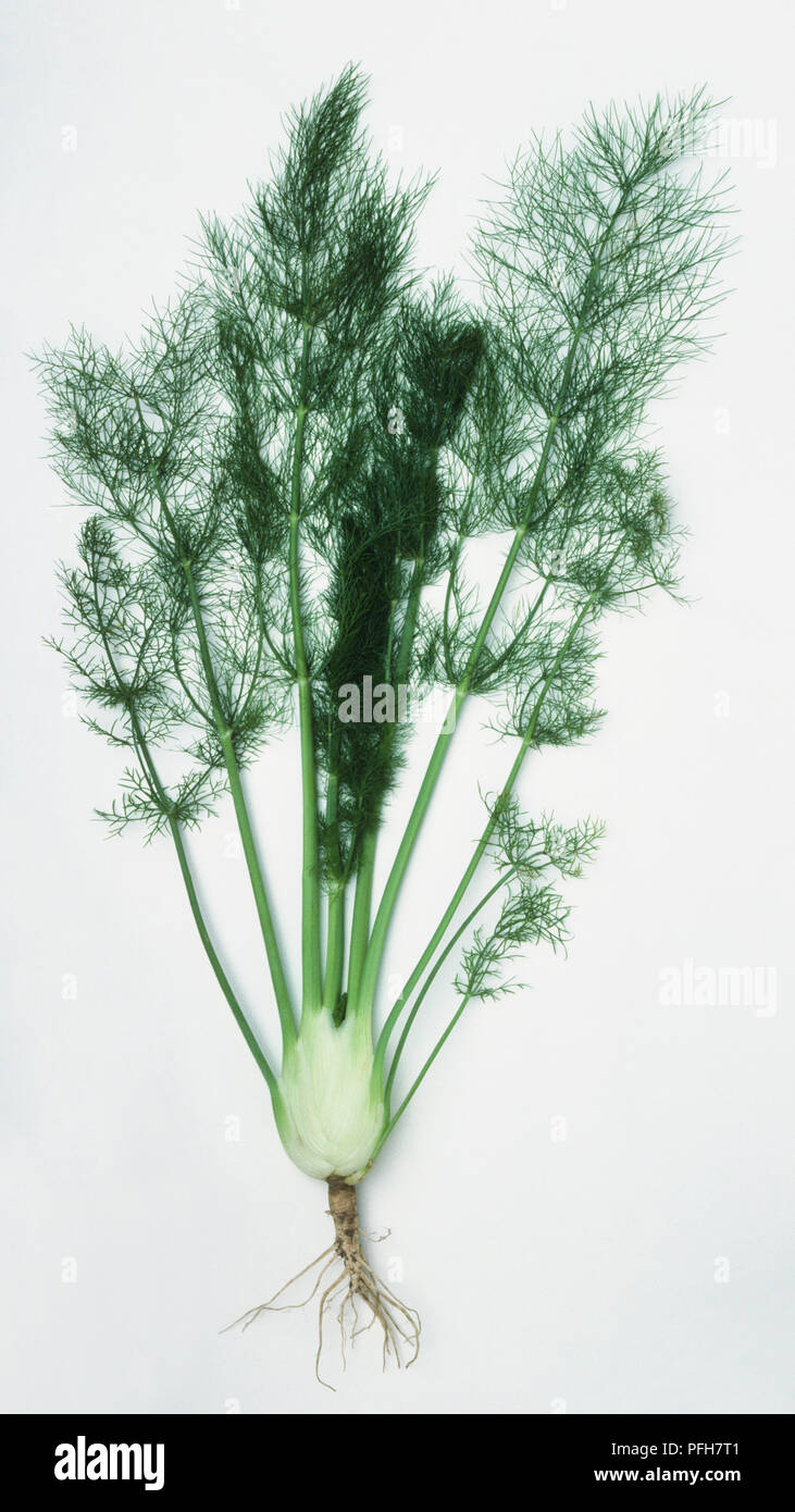 Pianta di finocchio immagini e fotografie stock ad alta risoluzione - Alamy