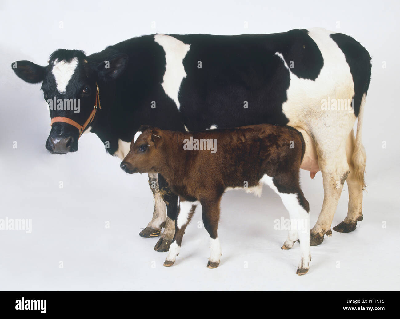 In bianco e nero il frisone mucca con un marrone e bianco vitello ...