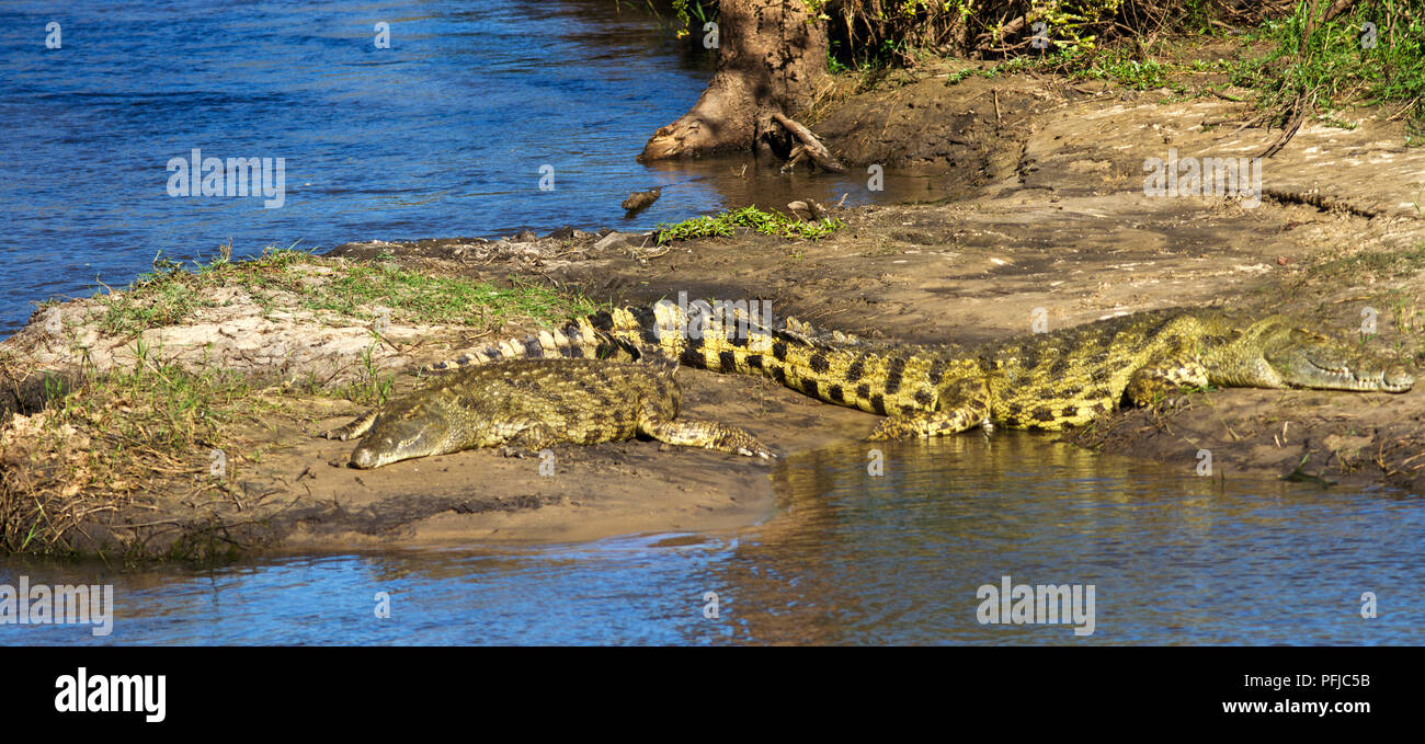 Il fiume Katuma è famosa per la grotta di scavare i coccodrilli, tra alcuni dell'Africa più ...