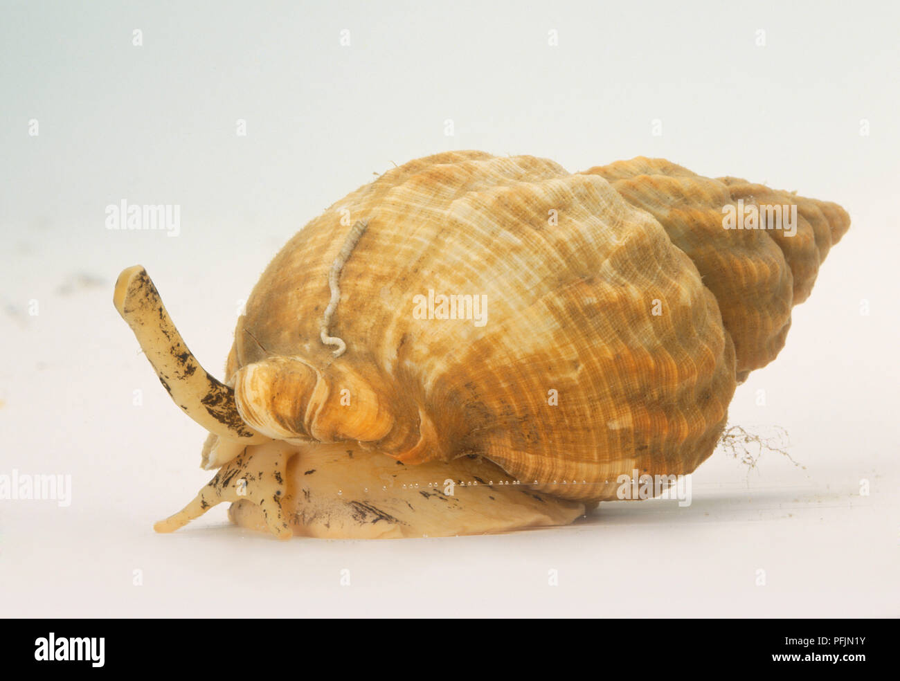 Lumaca marina immagini e fotografie stock ad alta risoluzione - Alamy