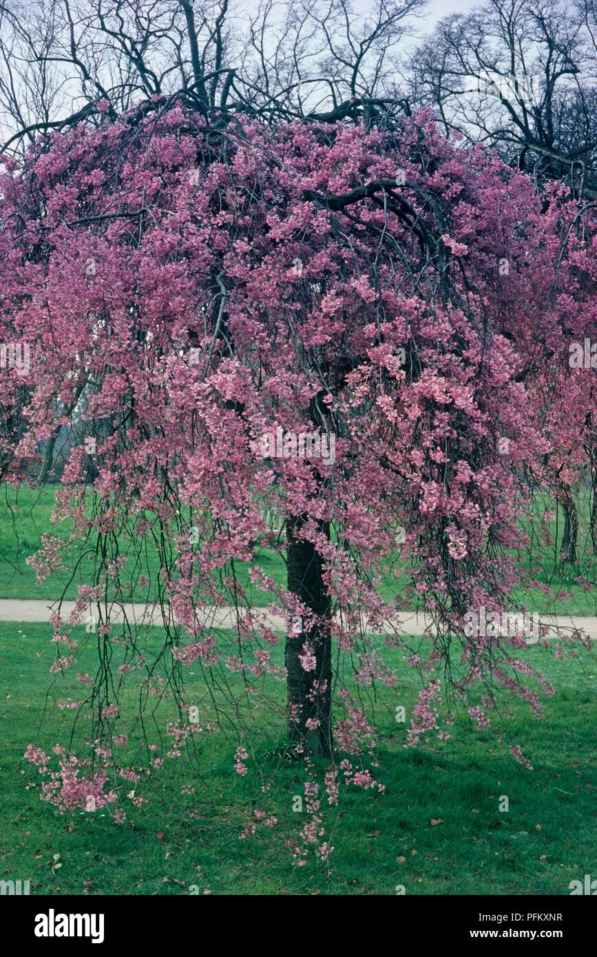 Albero di prunus pendula pendula rubra immagini e fotografie stock ad ...