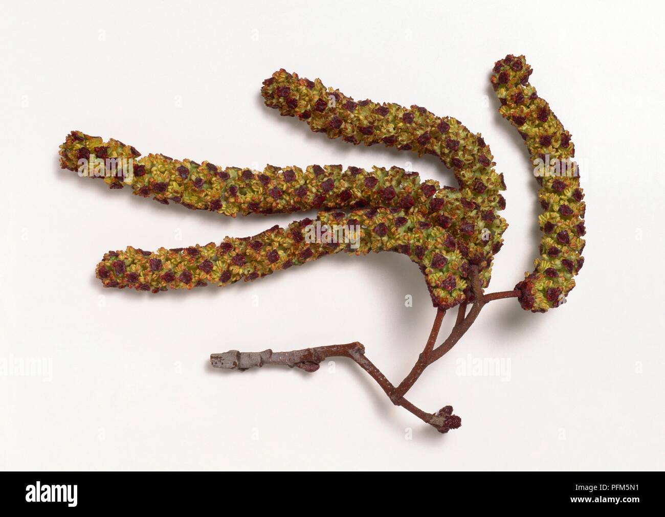 Alder alnus incana tree branch immagini e fotografie stock ad alta ...