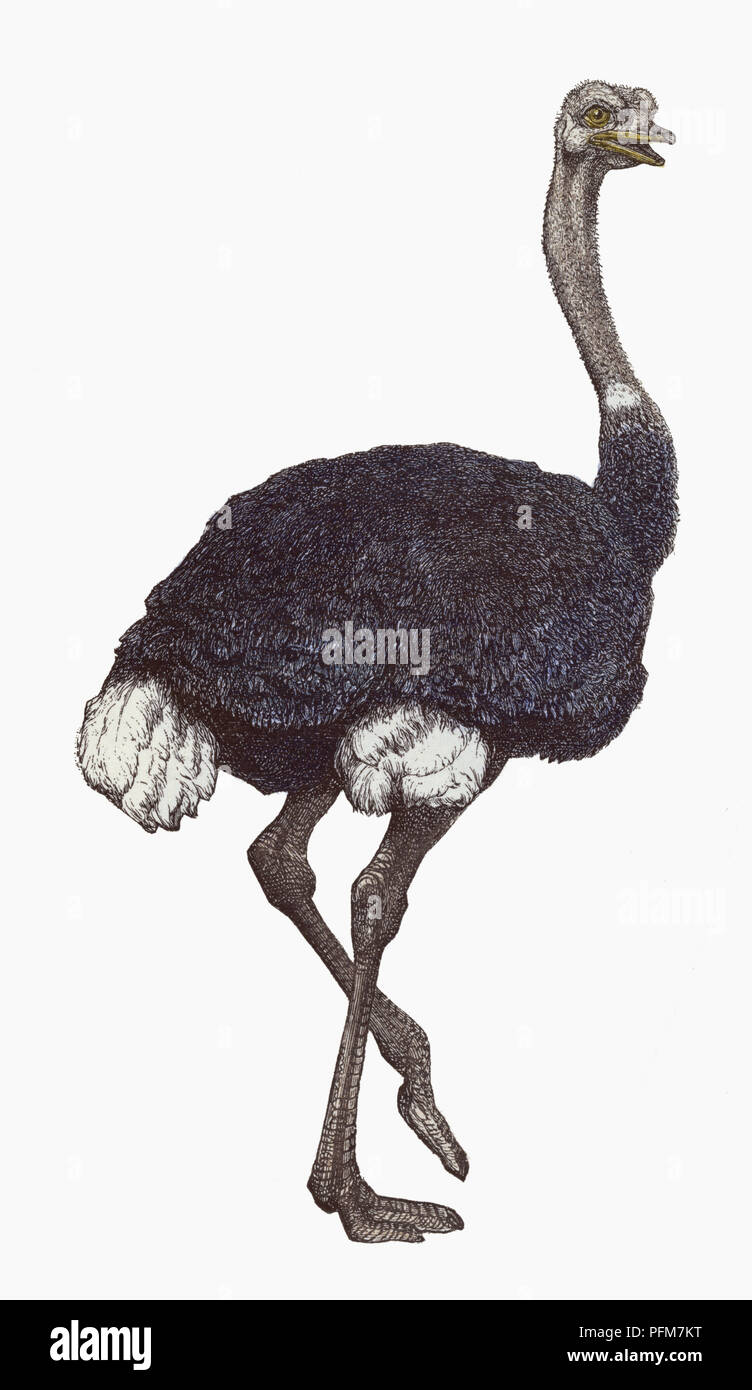 Struzzo bianco e nero immagini e fotografie stock ad alta risoluzione ...