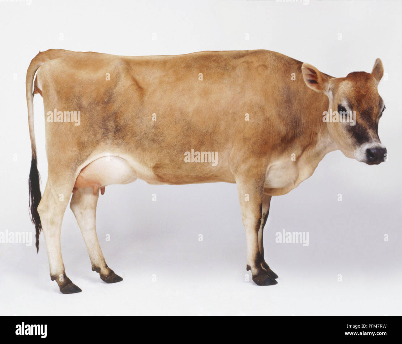 Jersey mucca, vista laterale Foto stock - Alamy