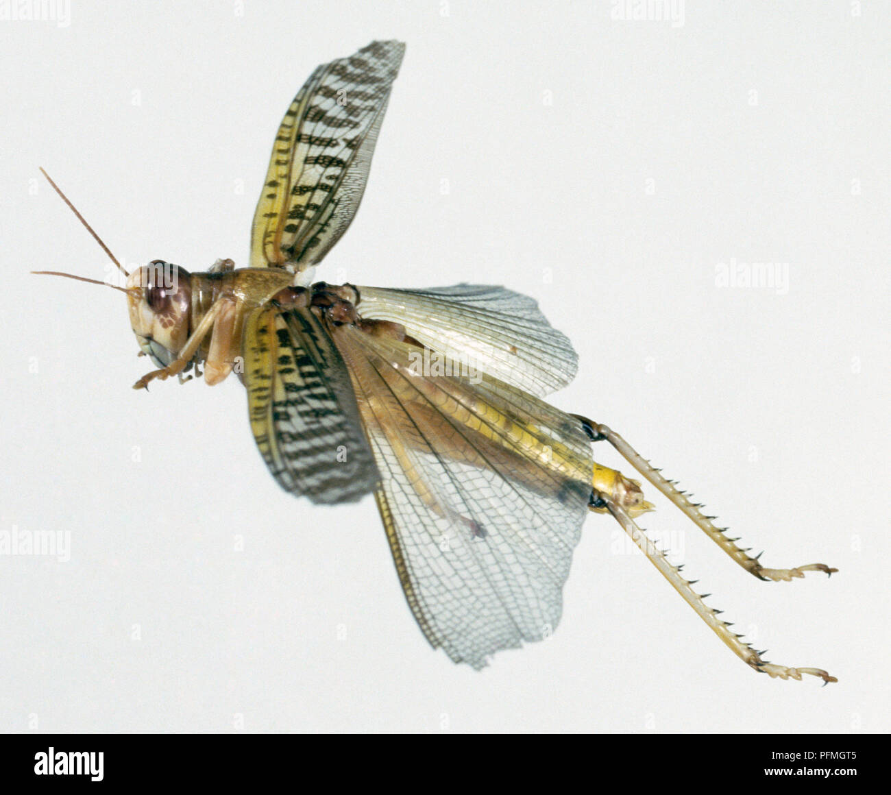 Anatomia della locusta immagini e fotografie stock ad alta risoluzione ...