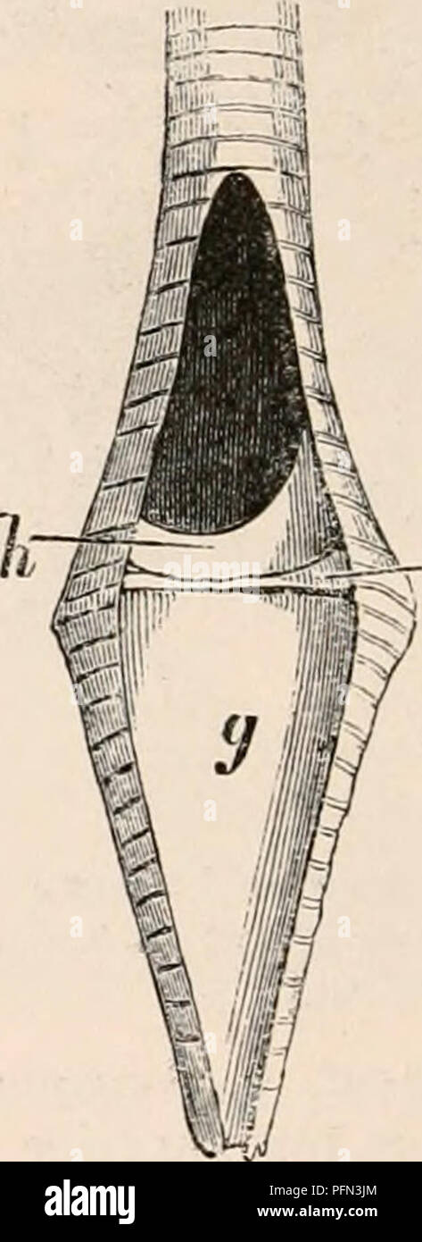 Músculos del miembro superior anatomía immagini e fotografie stock ad ...