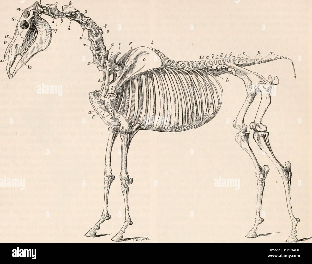 . Il encyclopaedia - Wikizionario di anatomia e fisiologia. Anatomia e ...