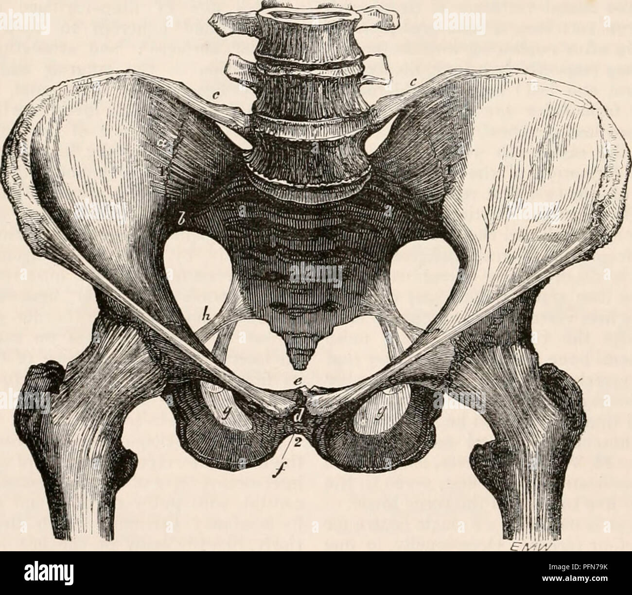 Anatomia del bacino posteriormente immagini e fotografie stock ad alta ...