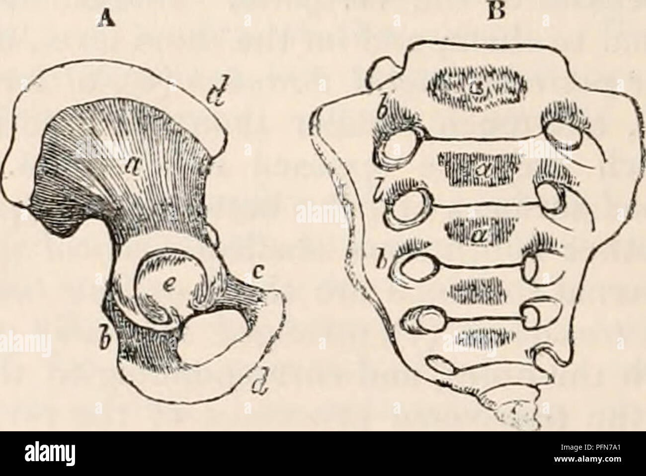 . Il encyclopaedia - Wikizionario di anatomia e fisiologia. Anatomia e ...