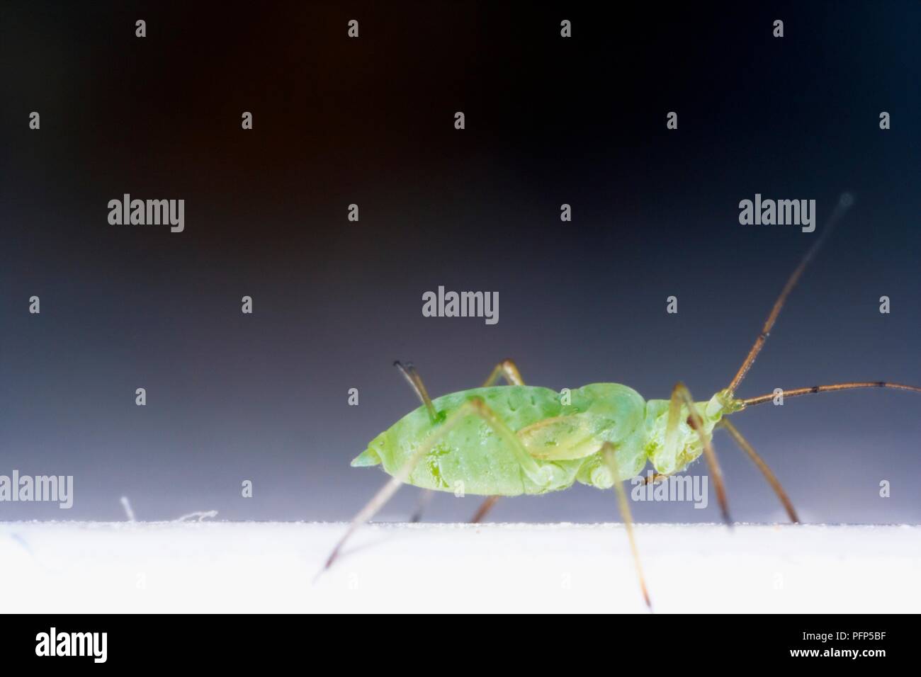 Insetto afide immagini e fotografie stock ad alta risoluzione - Alamy