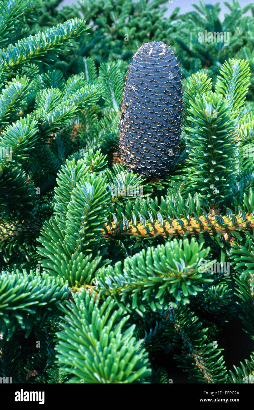 Grande ovoidale verde immagini e fotografie stock ad alta risoluzione ...