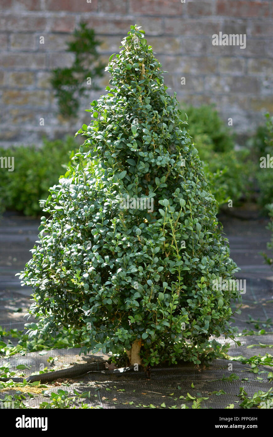 Potatura del buxus immagini e fotografie stock ad alta risoluzione - Alamy
