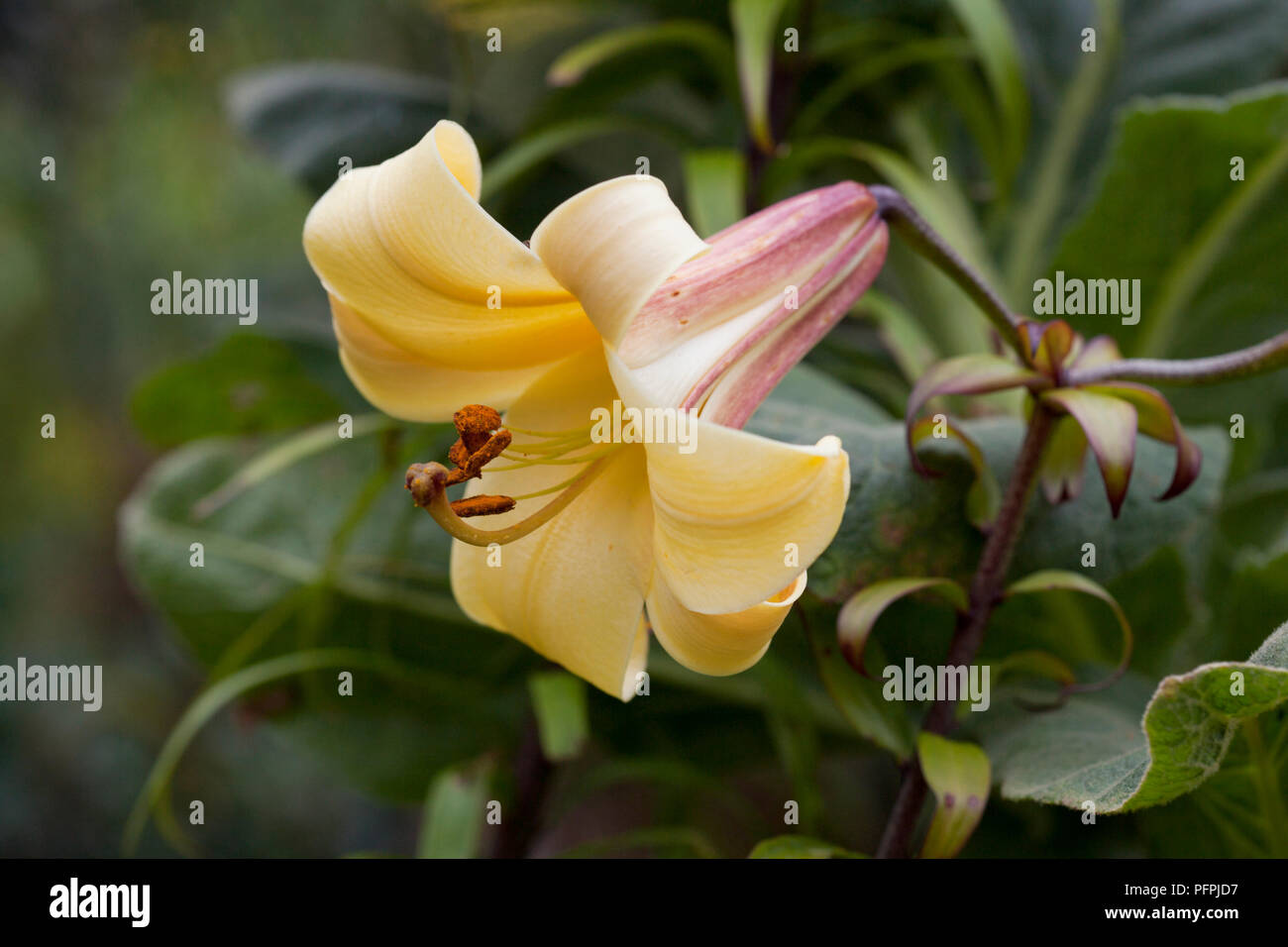 Gruppo lilium golden splendor immagini e fotografie stock ad alta ...