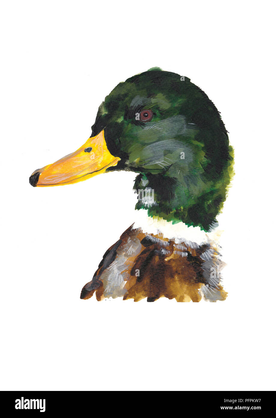 Anatra testa marrone immagini e fotografie stock ad alta risoluzione ...