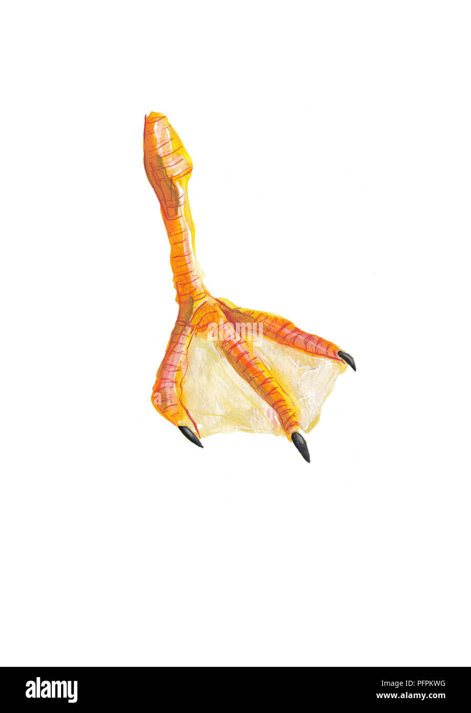 Il piede Immagini senza sfondo e Foto Stock ritagliate - Alamy