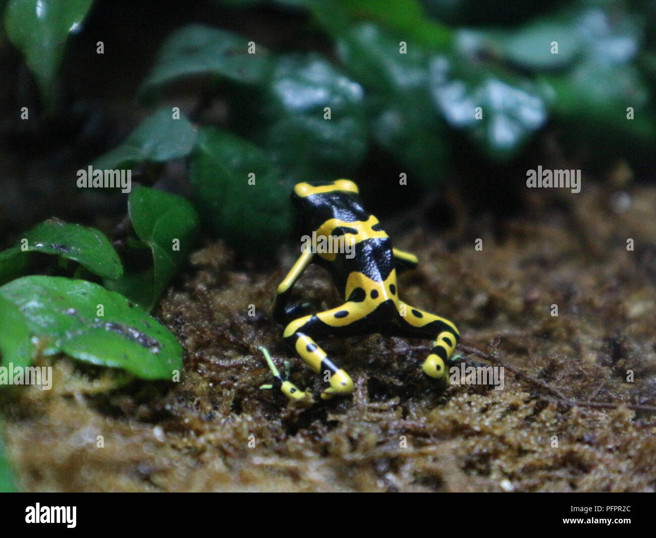 Rane velenose immagini e fotografie stock ad alta risoluzione - Alamy