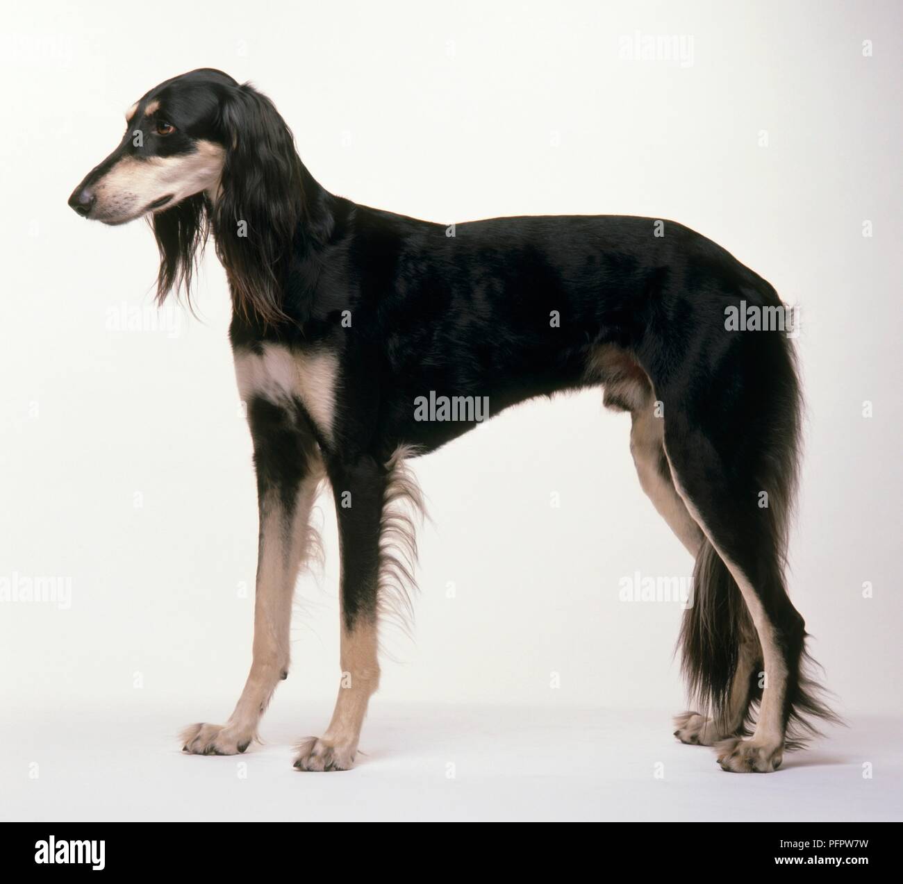 Levriero persiano o cane gazzelle immagini e fotografie stock ad alta ...