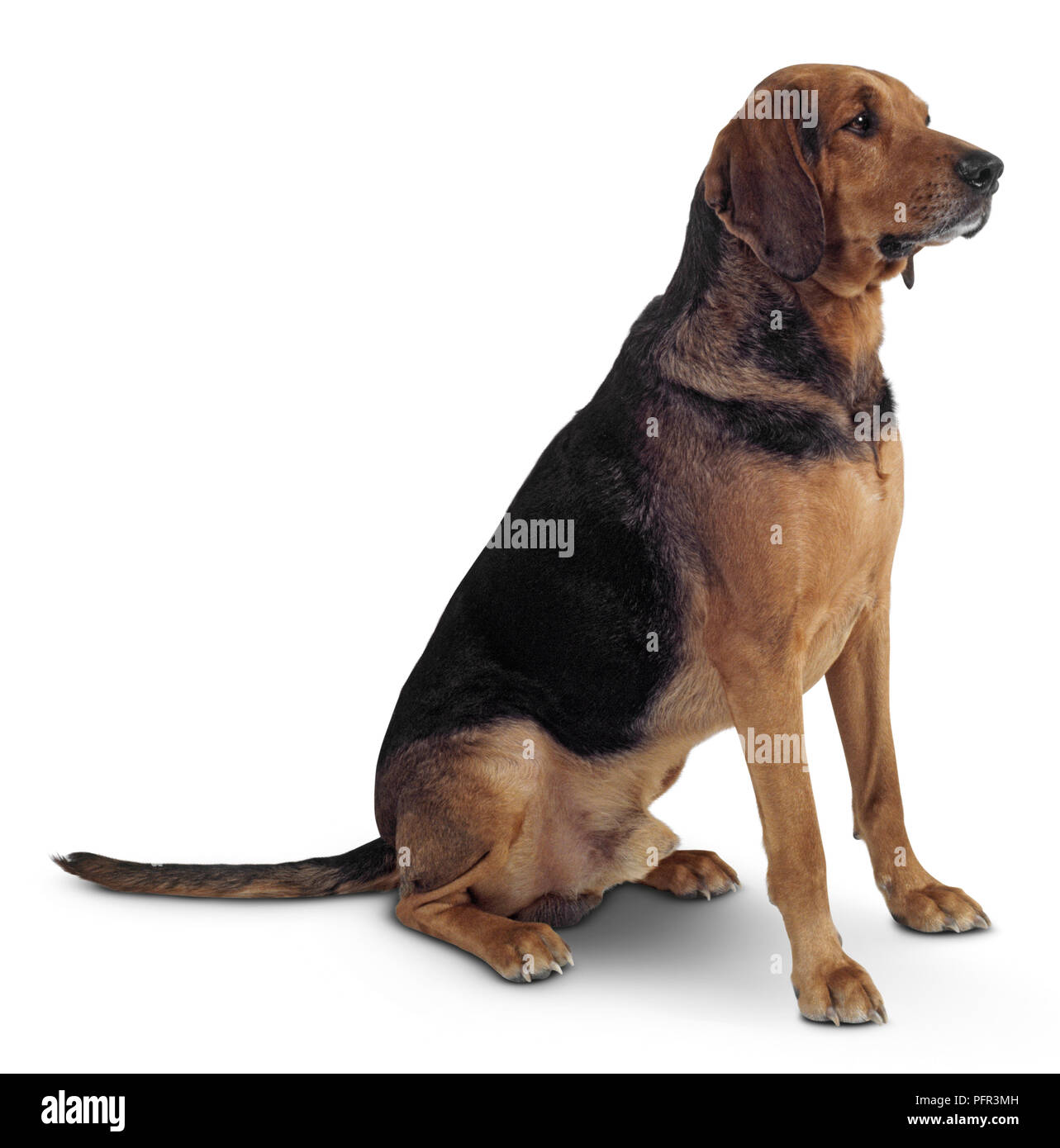 Ogar polski immagini e fotografie stock ad alta risoluzione - Alamy