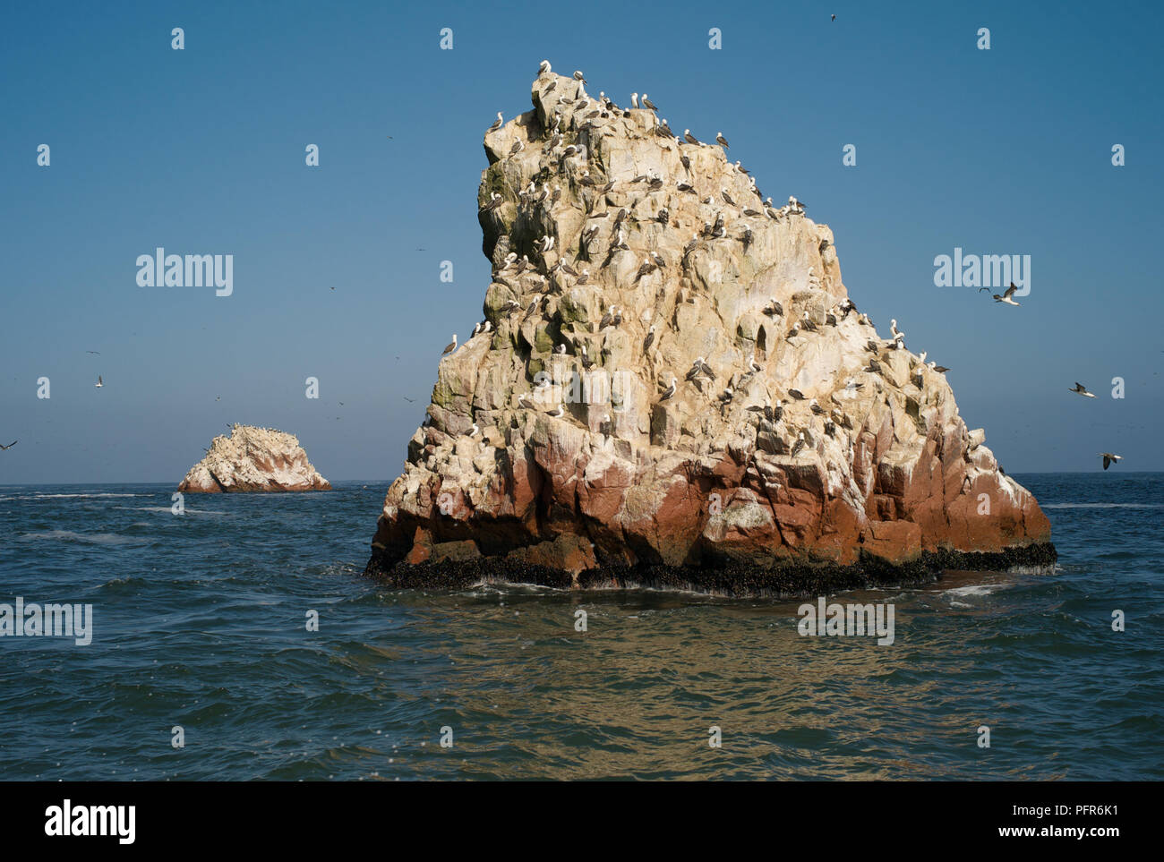 Isole del guano immagini e fotografie stock ad alta risoluzione - Alamy