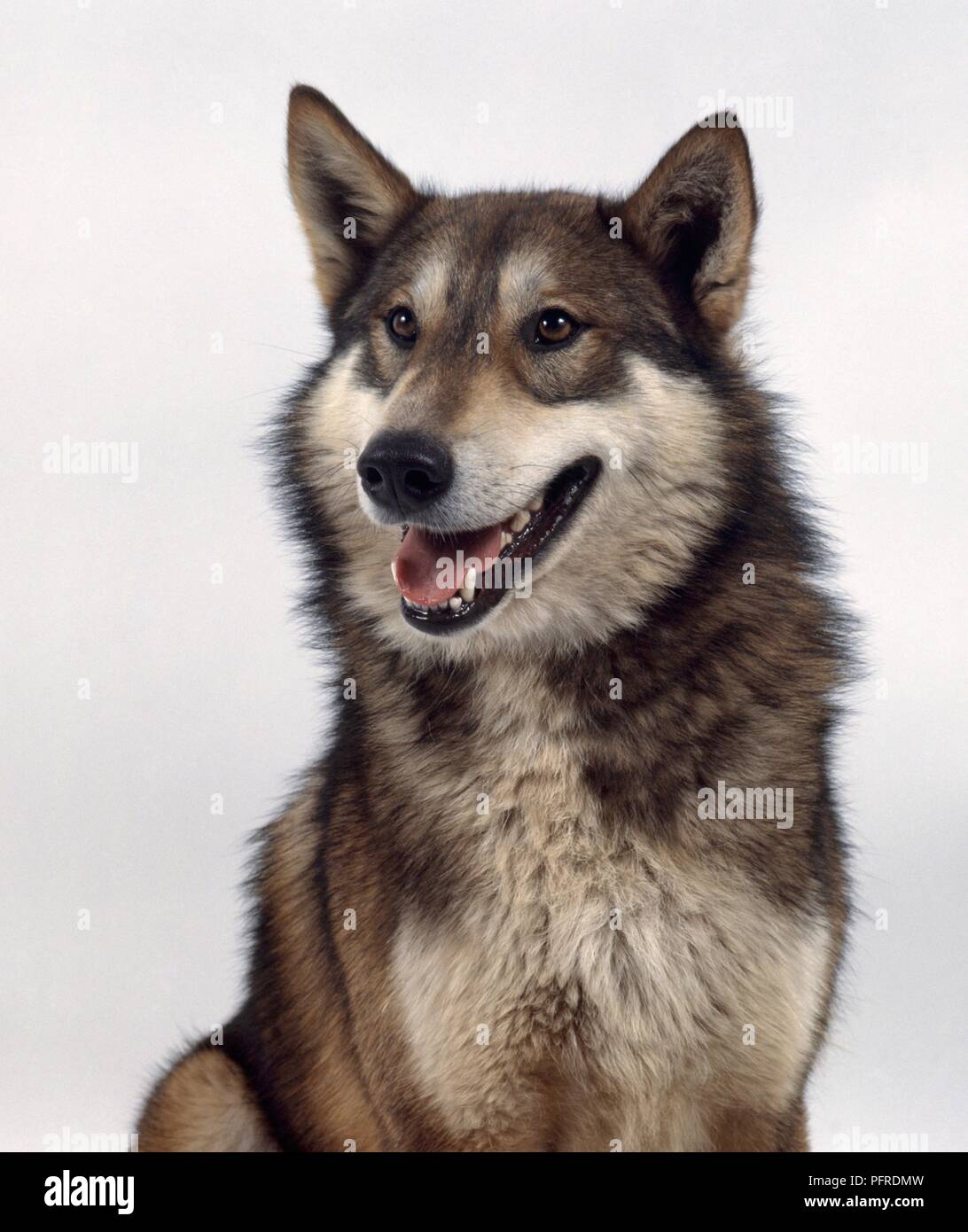 Laika il cane immagini e fotografie stock ad alta risoluzione - Alamy