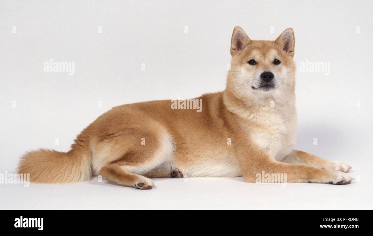 Laika il cane immagini e fotografie stock ad alta risoluzione - Alamy