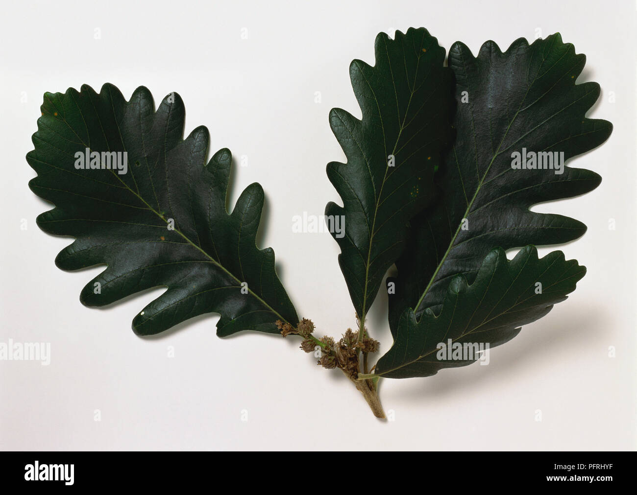 Quercus macranthera immagini e fotografie stock ad alta risoluzione - Alamy