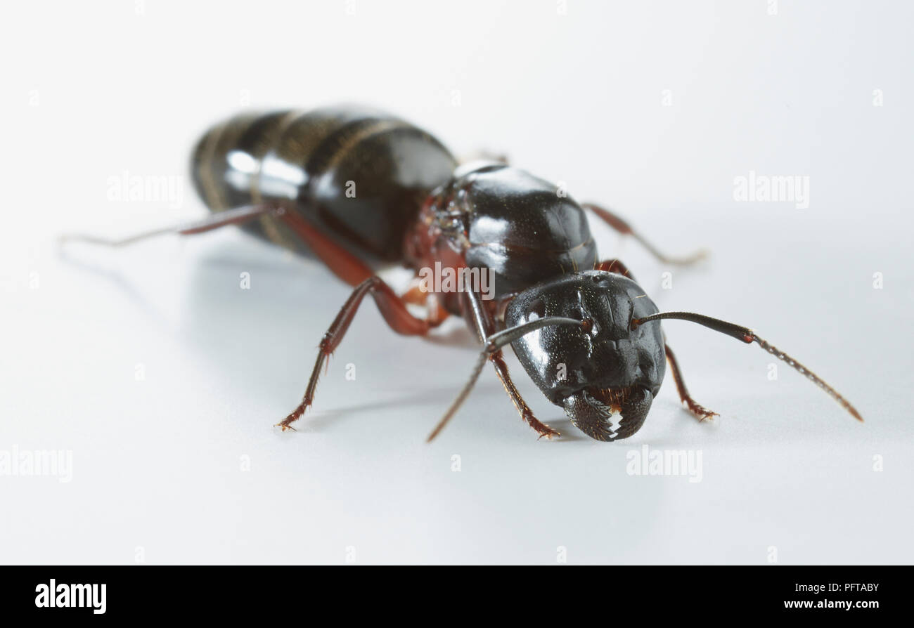 Formica da vicino immagini e fotografie stock ad alta risoluzione - Alamy