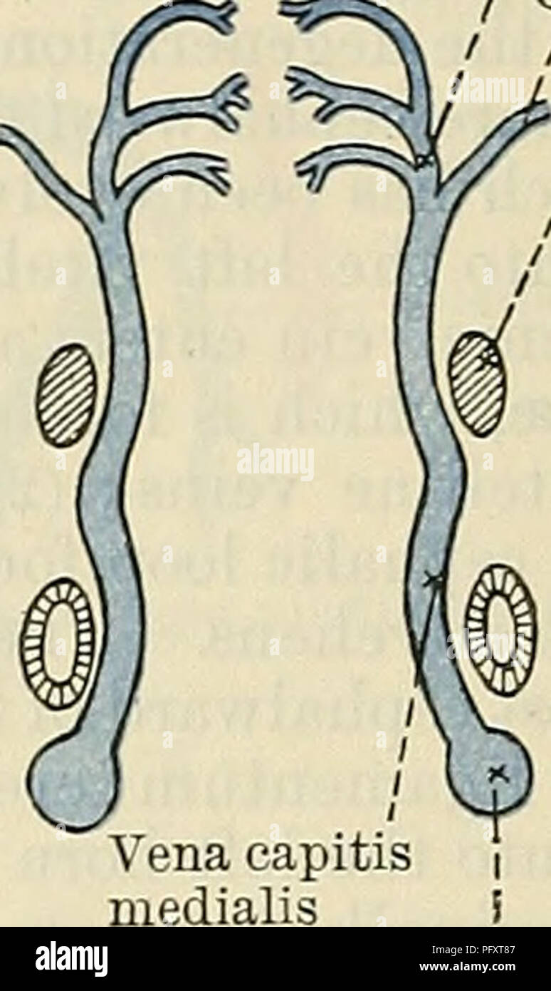 Vene cerebrali immagini e fotografie stock ad alta risoluzione - Alamy
