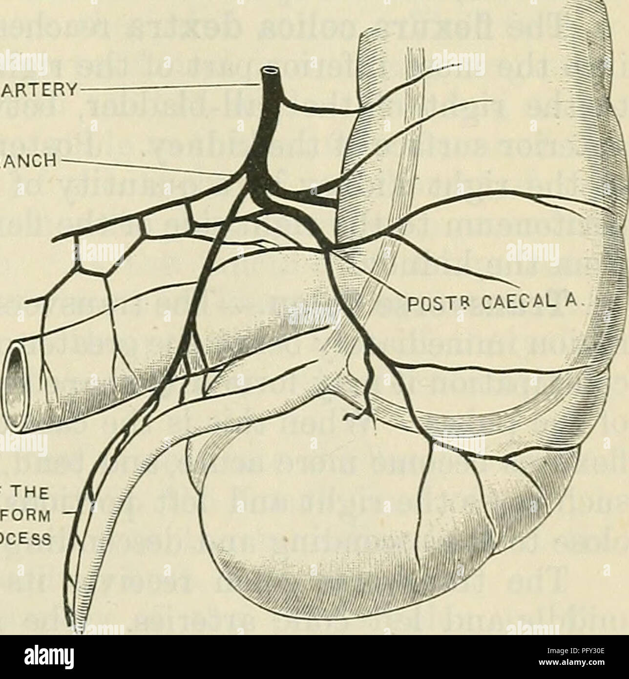 Il Text-book of Anatomy di Cunningham discute i visceri addominali e la ...