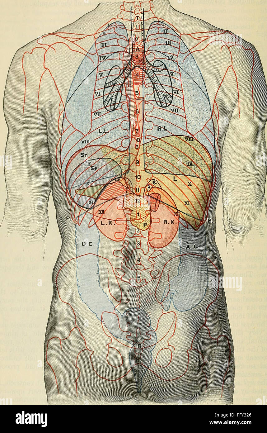 Suprarenal Gland Immagini & Suprarenal Gland Fotos Stock - Alamy