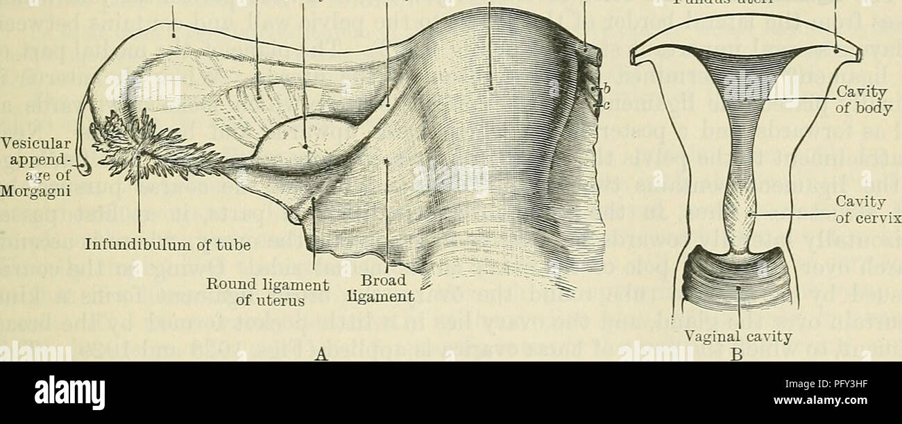 Uterine Wall Immagini e Fotos Stock - Alamy