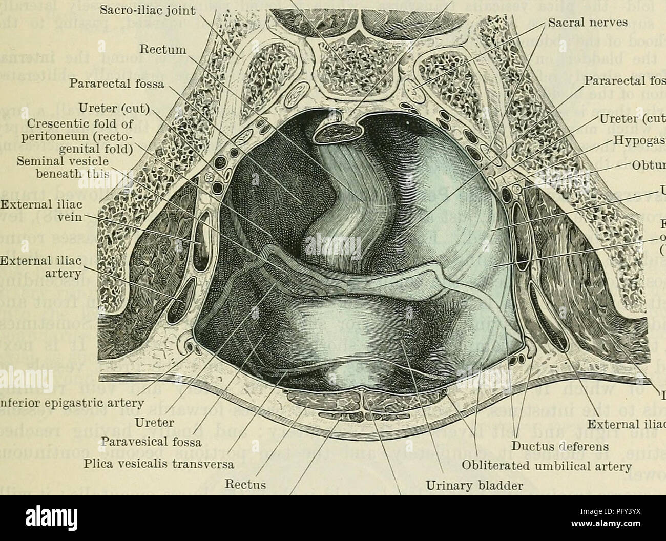 Colon pelvico immagini e fotografie stock ad alta risoluzione - Alamy