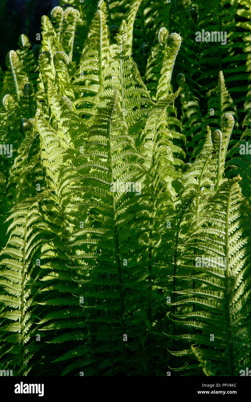 Fronde dimorfiche immagini e fotografie stock ad alta risoluzione - Alamy