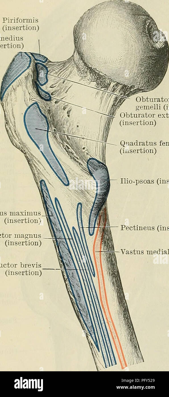Legamento inguinale immagini e fotografie stock ad alta risoluzione - Alamy