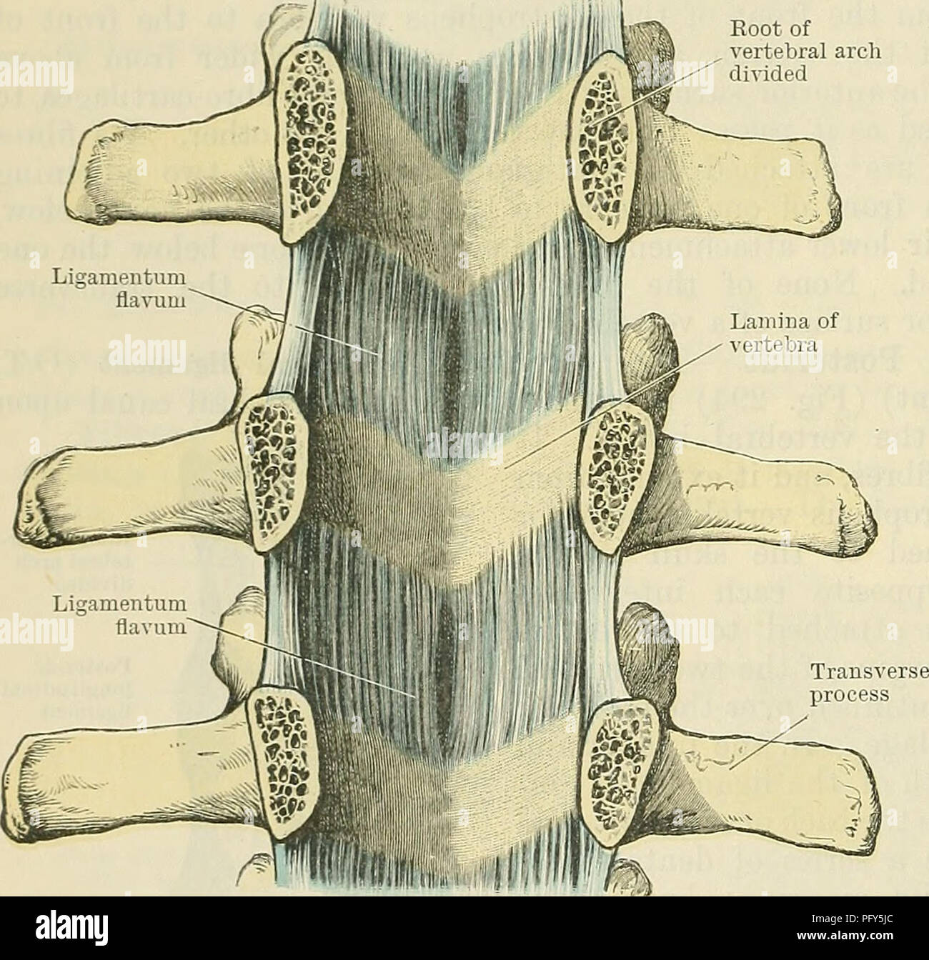 Vertebral arch immagini e fotografie stock ad alta risoluzione - Alamy