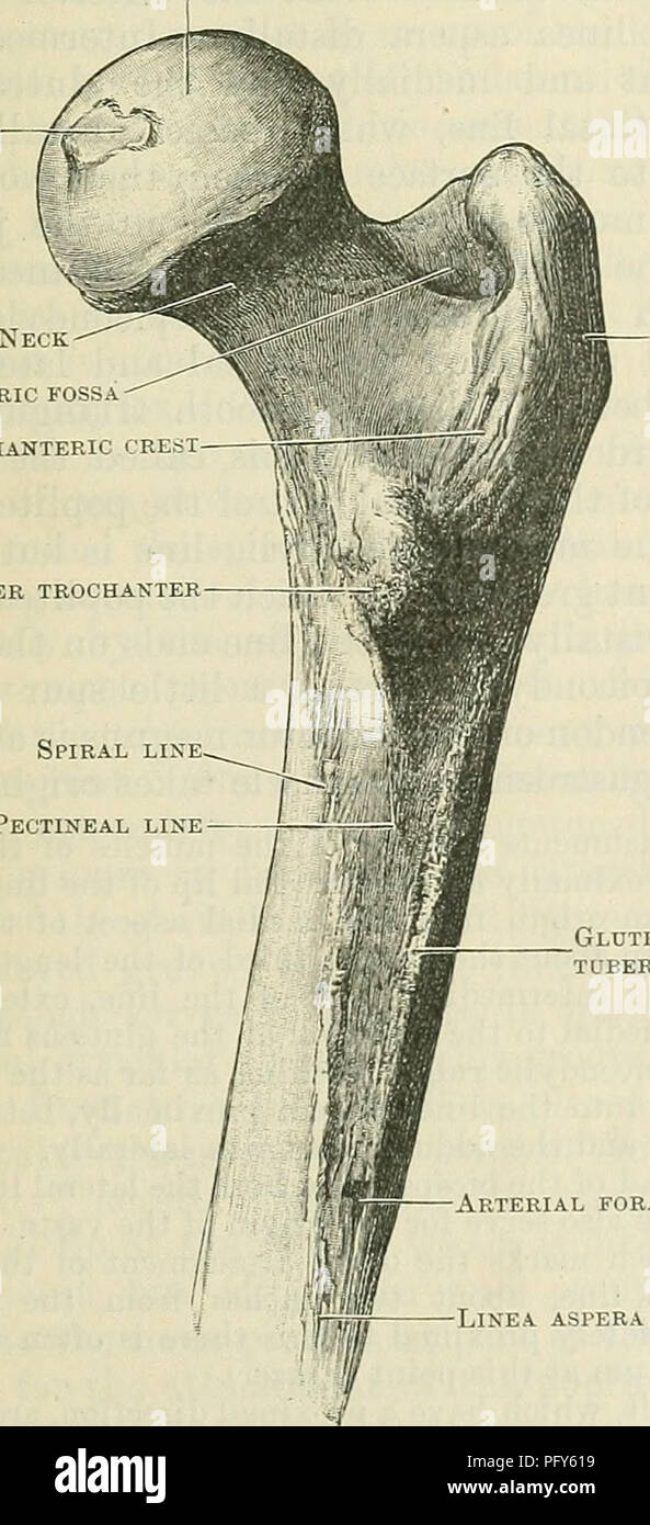 Fossa trocanterica immagini e fotografie stock ad alta risoluzione - Alamy