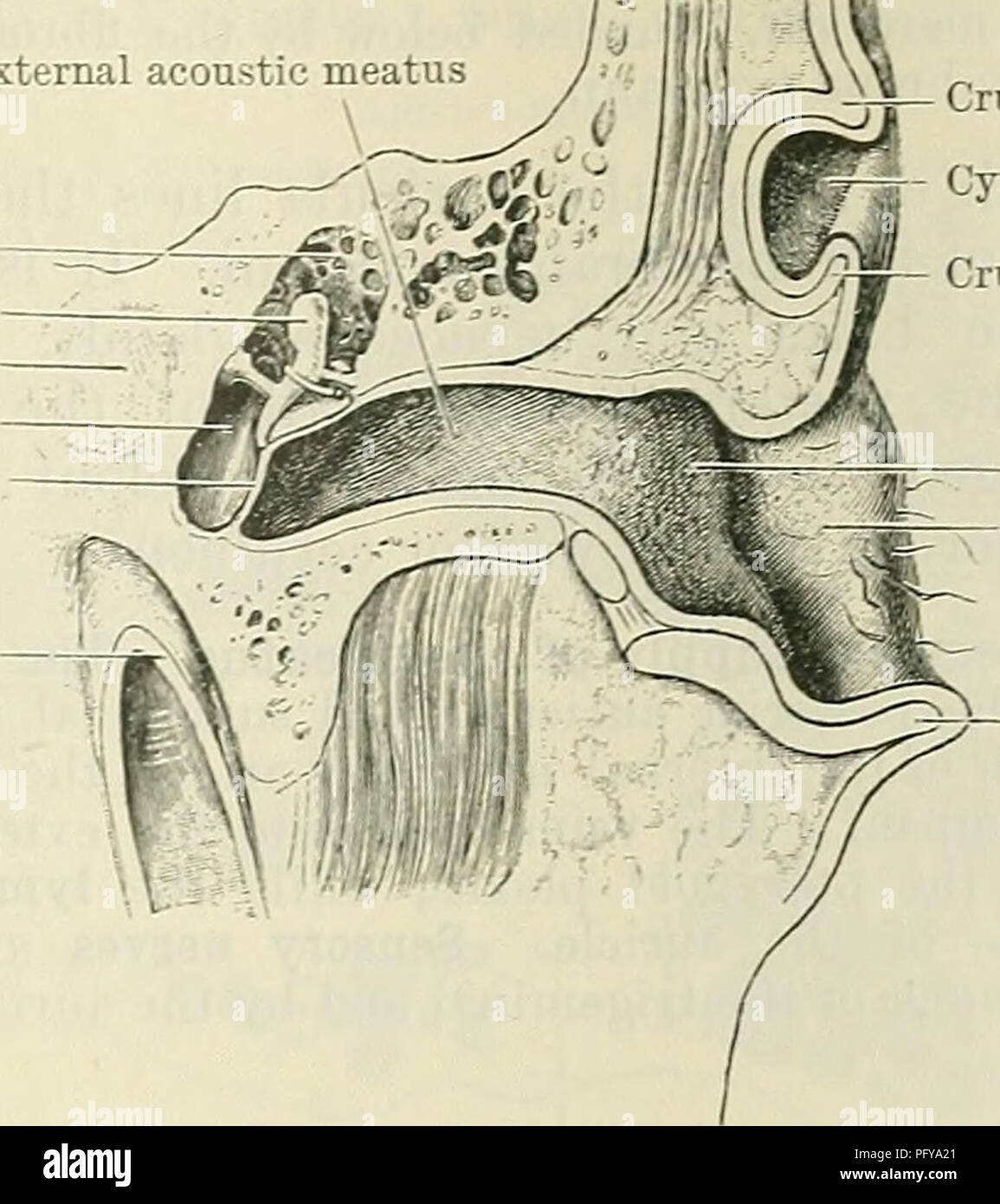 Arteria carotide esterna immagini e fotografie stock ad alta ...